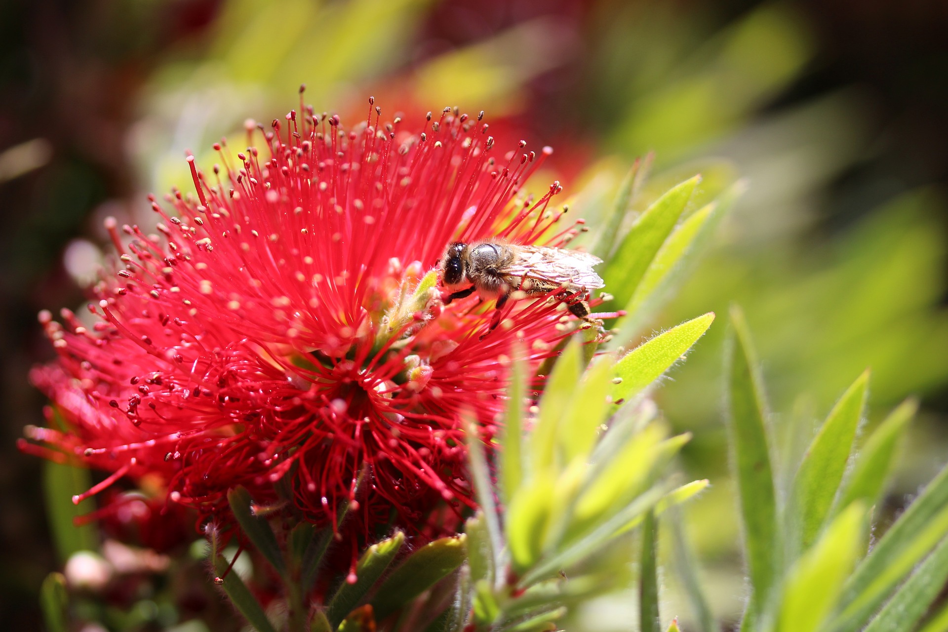 Native Plants For Bees - HoneyBee Hives
