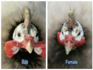 The Basics of Raising Guinea Fowl - HoneyBee Hives