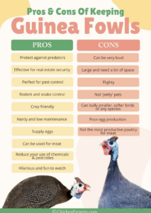 The Basics of Raising Guinea Fowl - HoneyBee Hives