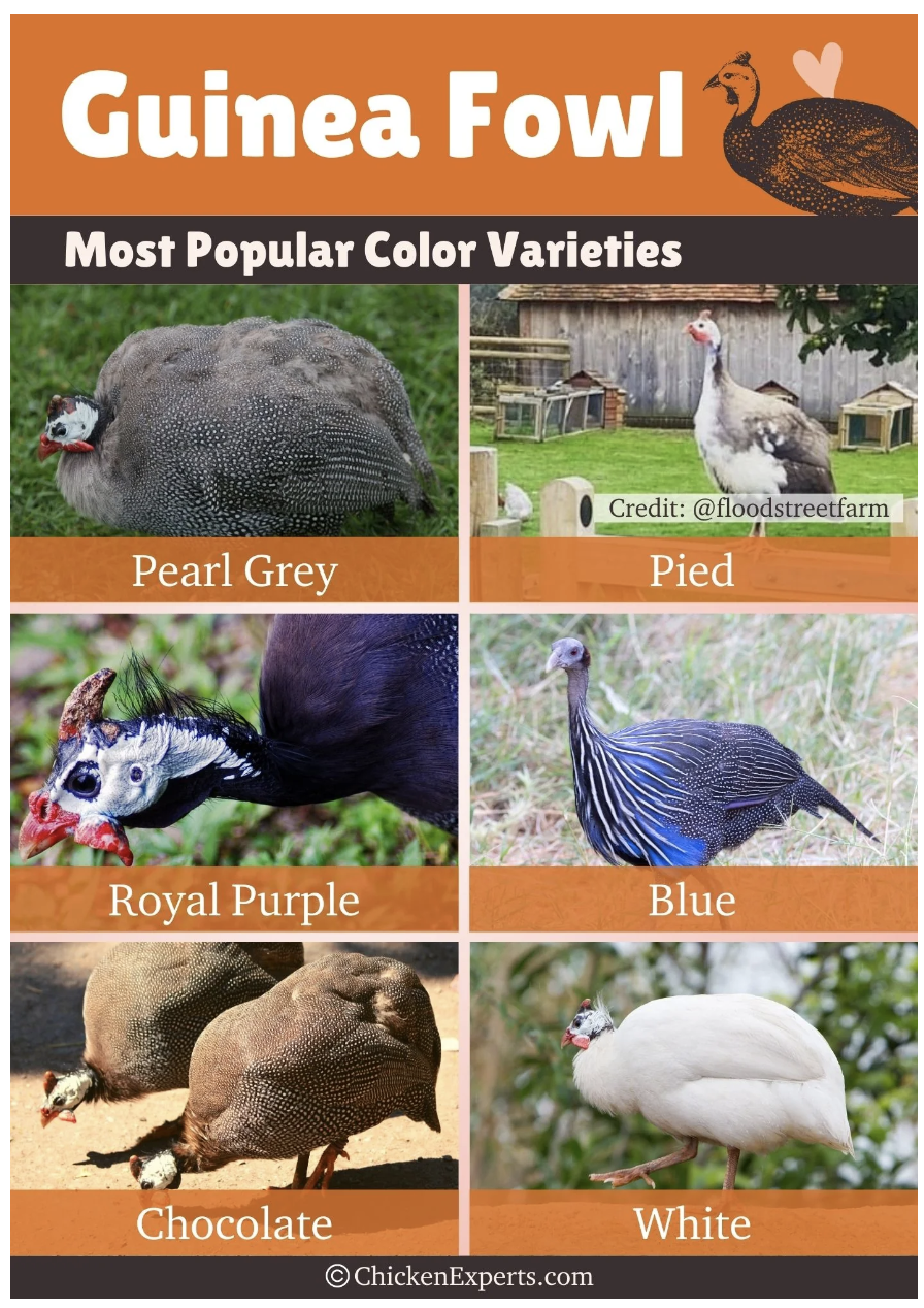 The Basics of Raising Guinea Fowl - HoneyBee Hives